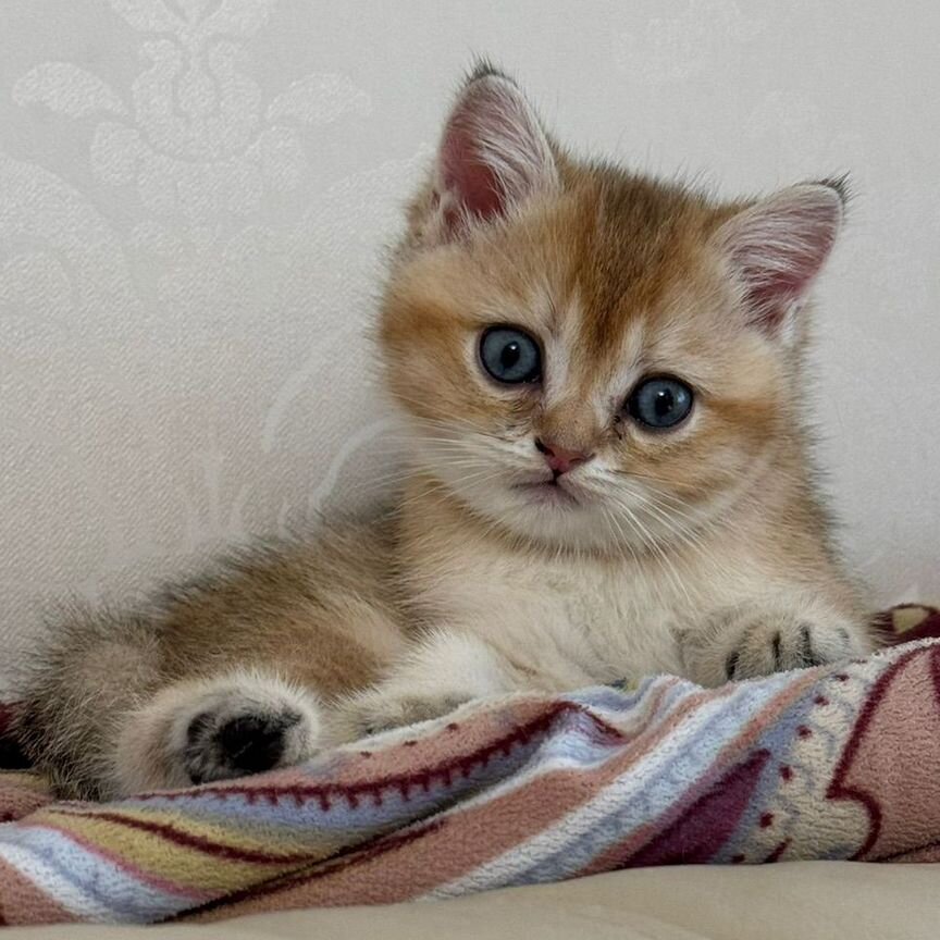 Британский котенок