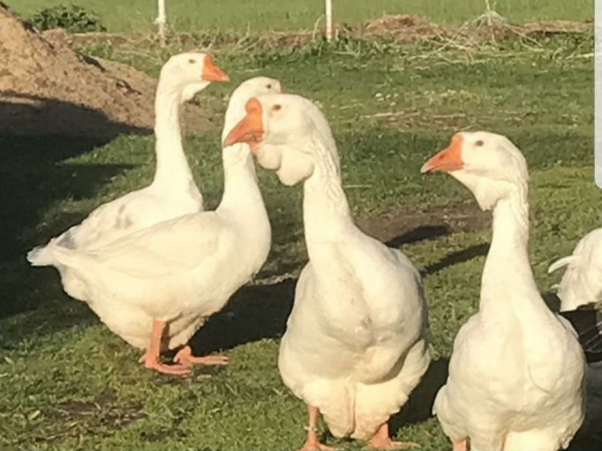 Гуси холмогоры крупные