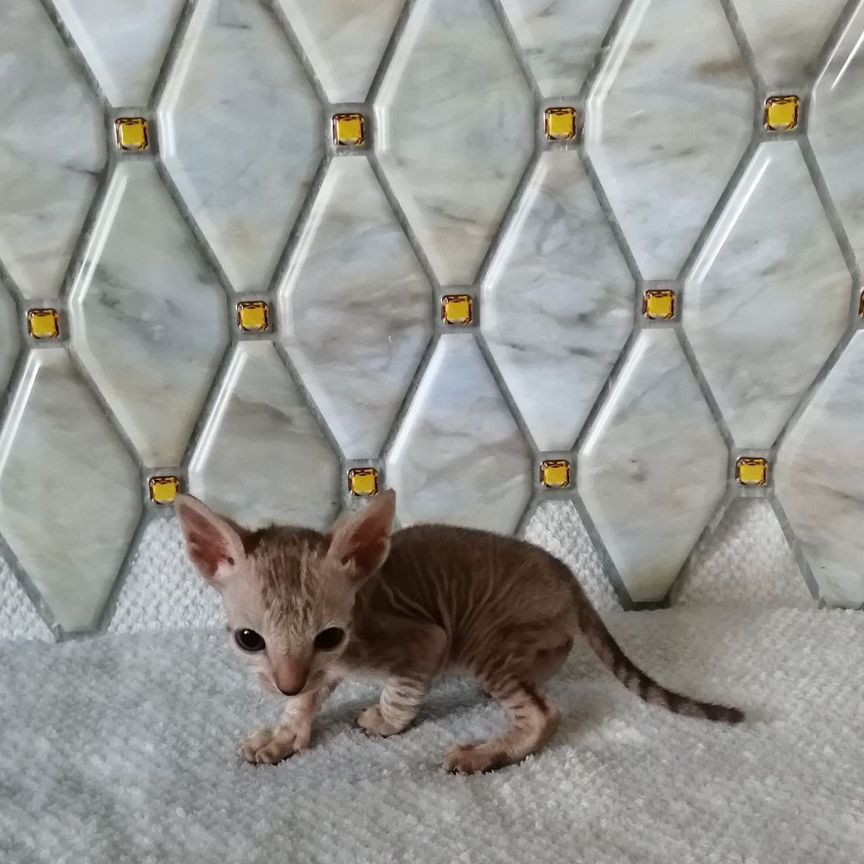Корниш-рекс котёнок