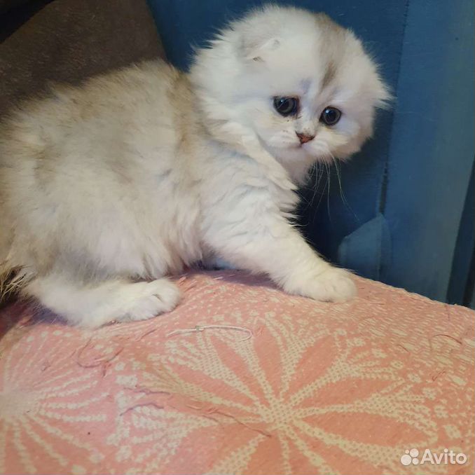Серебристая шиншилла вислоухая девочка