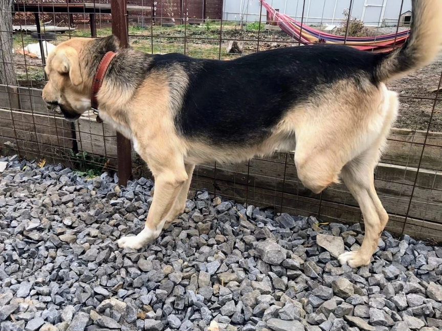 Собака в добрые руки