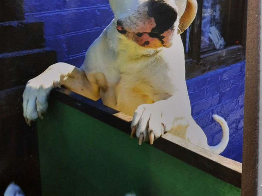 Аргентинский дог мальчик,ищет себе подругу для вяз