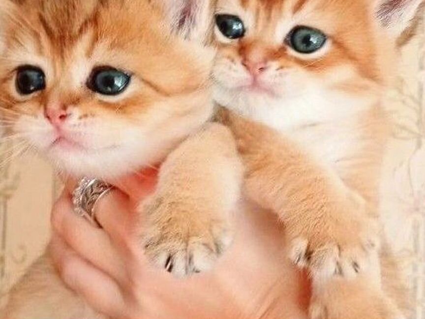 Шотландские красивые пупсы