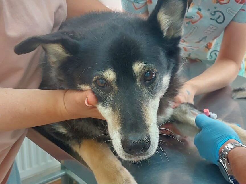 Джоник после операции поехал в клетку приюта