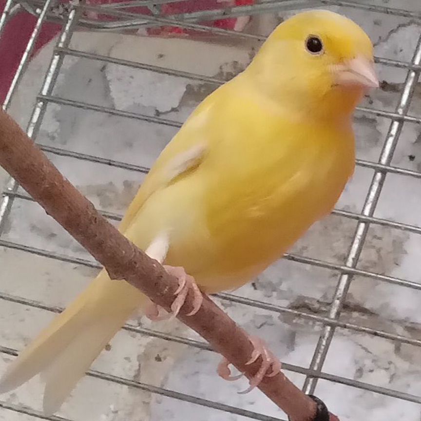 Кенар