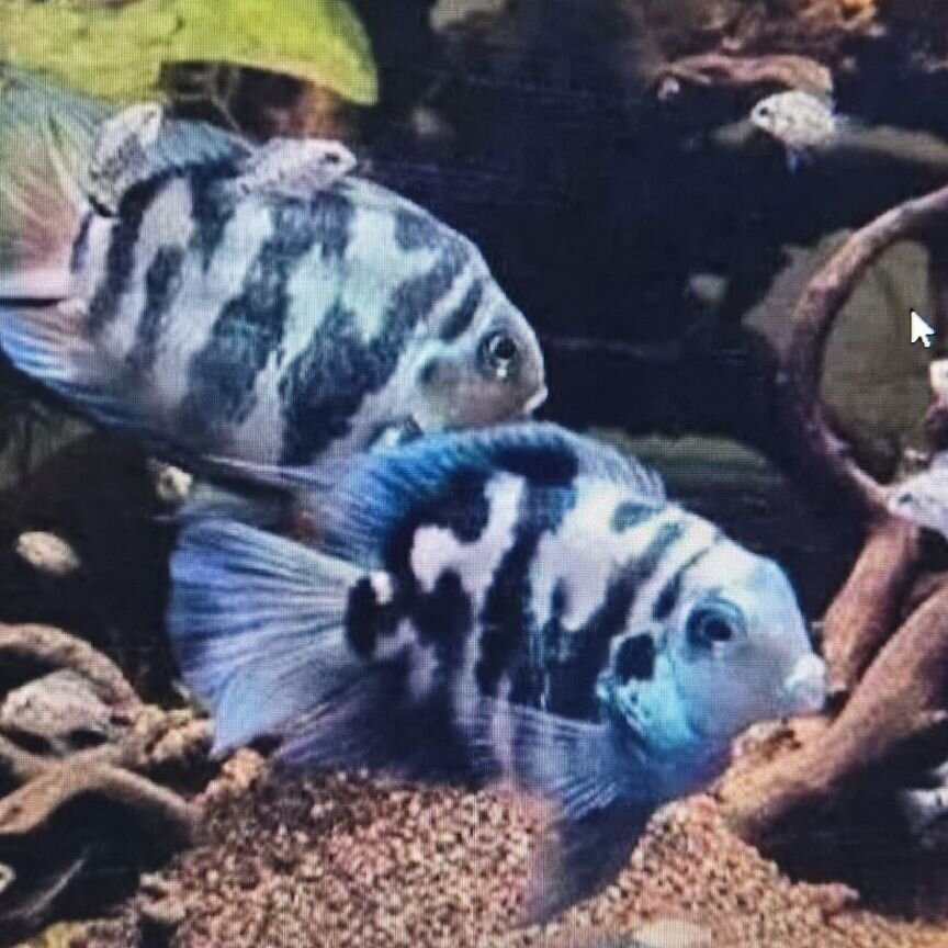 Аквариумные рыбки