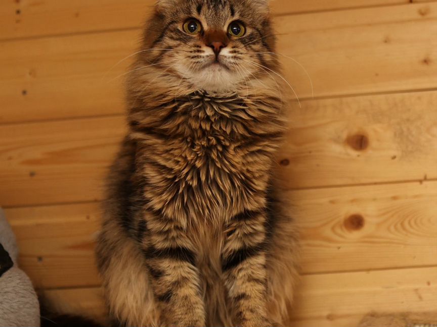 Котёнок 5 мес фенотип сибирский