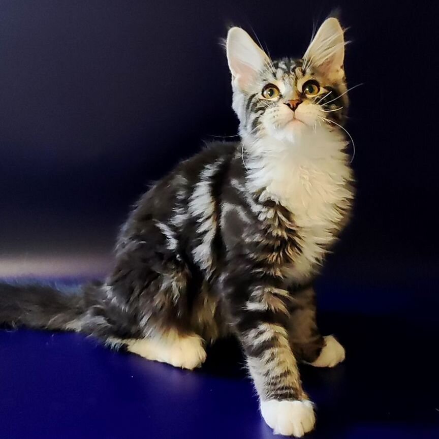 Котенок Мейн кун из питомника