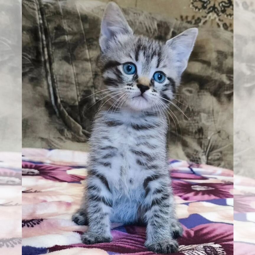 Котёнок от частного владельца