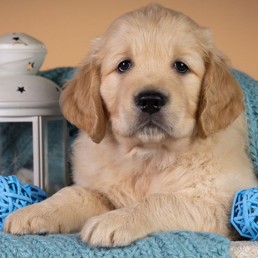 Золотистый ретривер, щенок