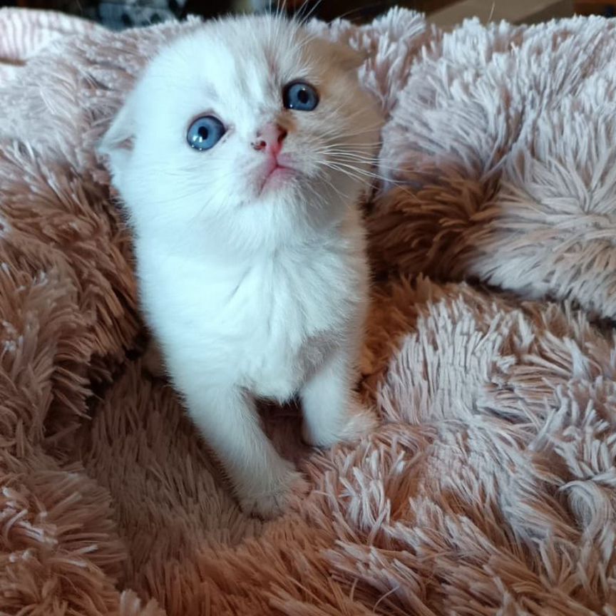 Шотландские вислоухие котята Скотиш-Страйт