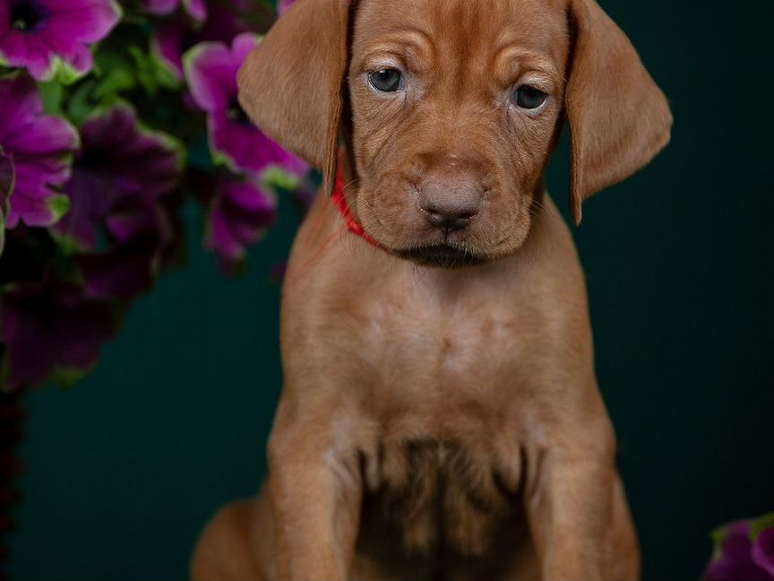 Венгерская выжла девочка