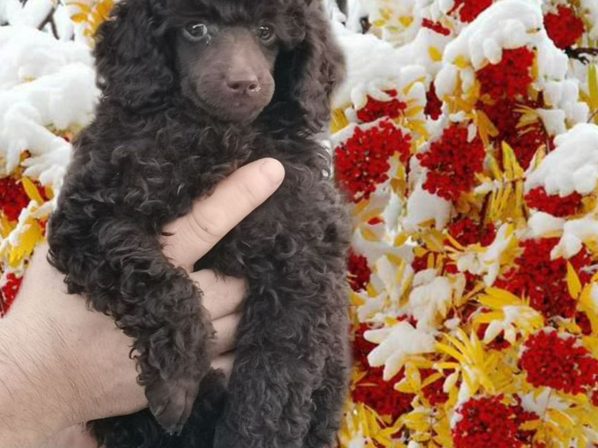 Щенки той пуделя