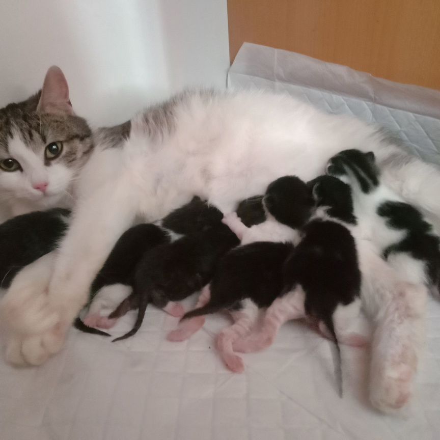 Котята