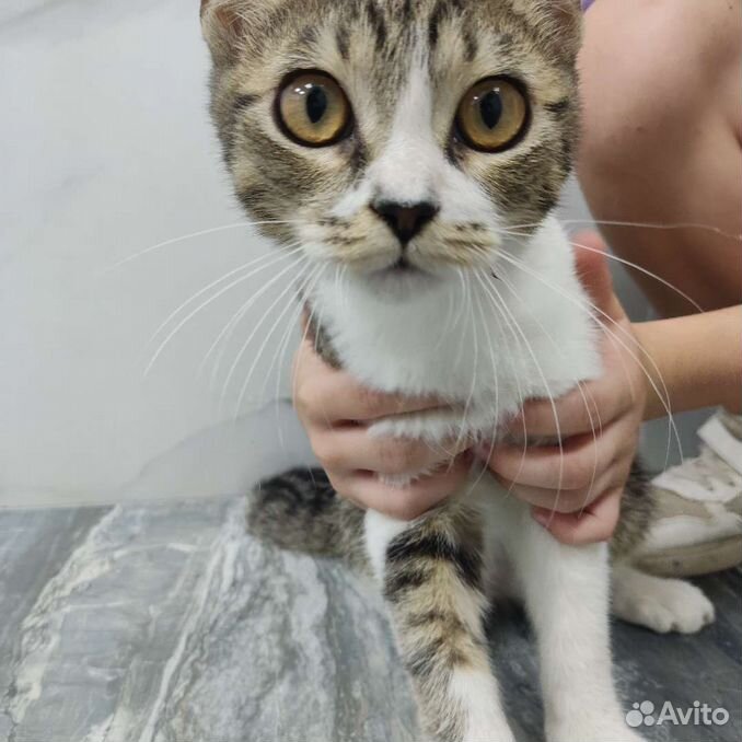 Красивый котик с чёрным носиком ищет дом