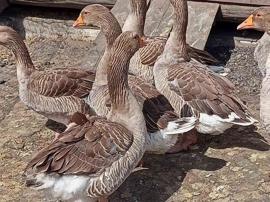 Гуси