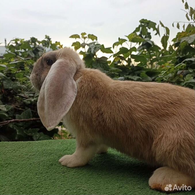 Крольчата французский баран