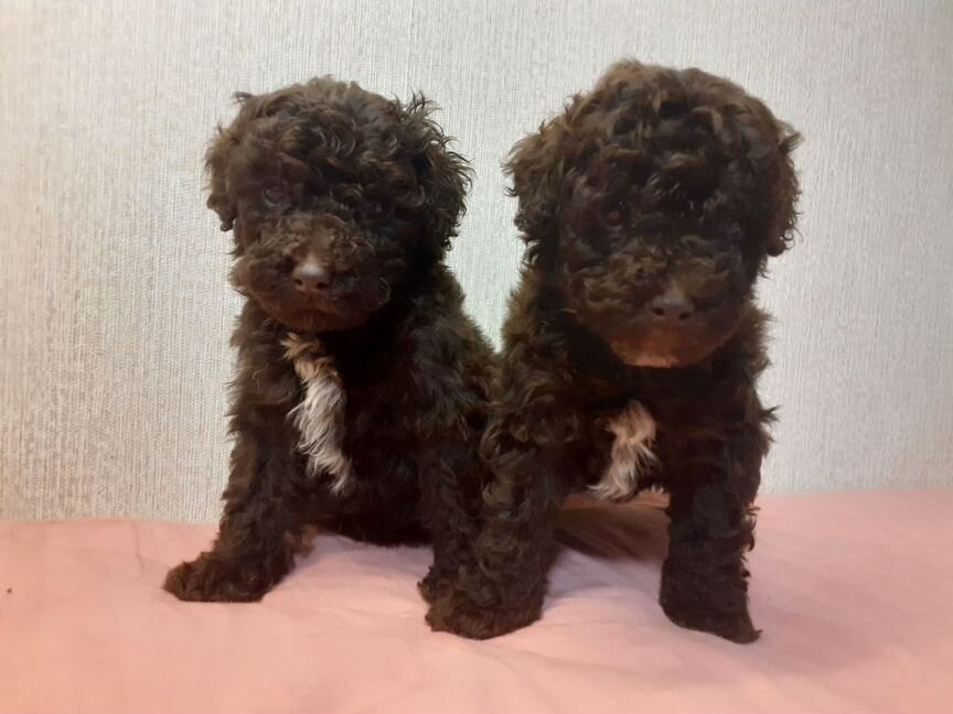 Мальчики пуделя