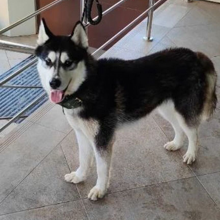 Сибирский хаски, щенок