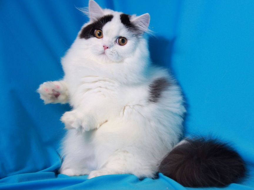 Менуэт сладкий мальчик