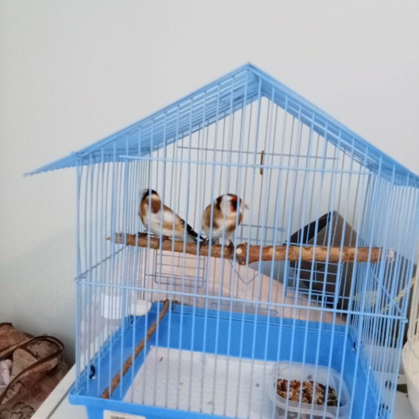 Пара щеглов с клеткой