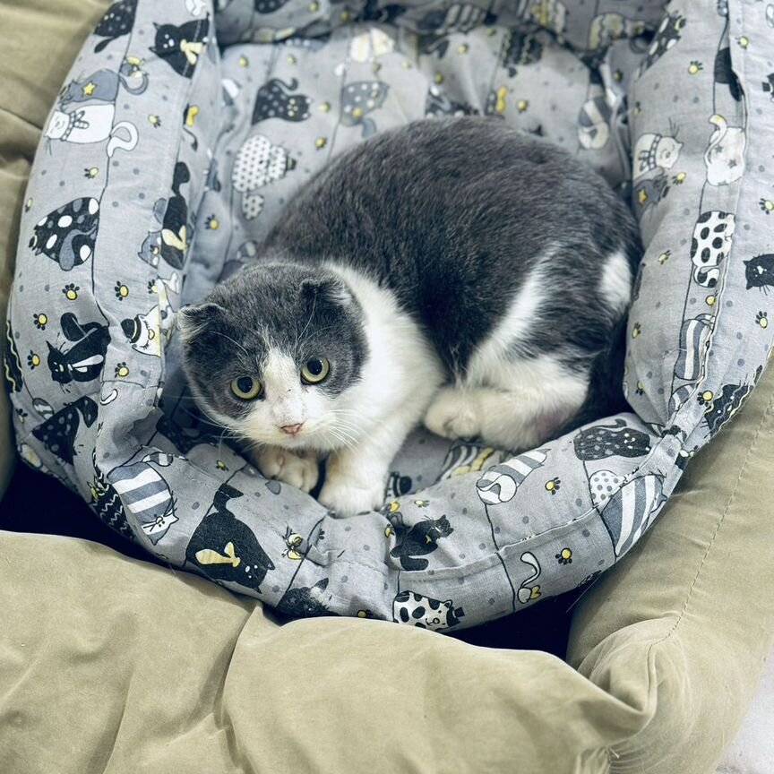 Кастрированный котик