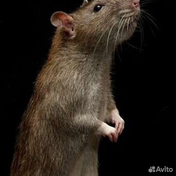 Крыса+клетка