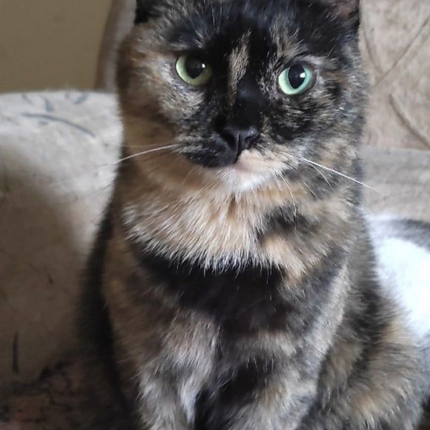 Кошки в добрые руки магнитогорск