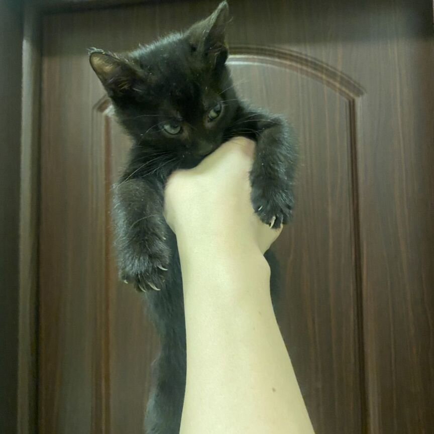 Котенок черный мальчик 2 месяца ищет родителей