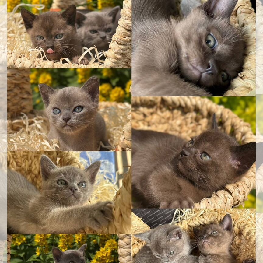 Бурманские котята
