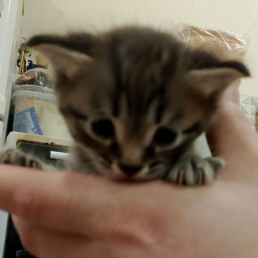 Шотландский вислоухий длинношёрстный котёнок