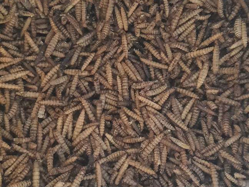 Личинки черной львинки