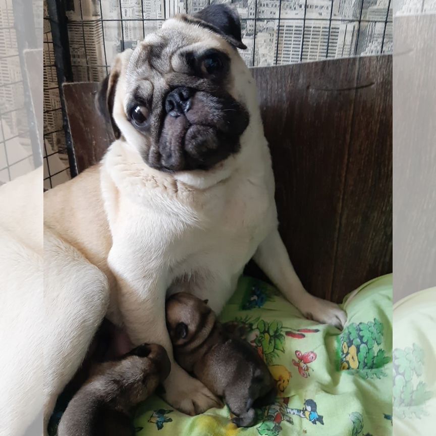 Щенки (описание)