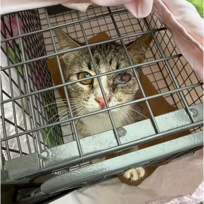 Котёнок в добрые руки