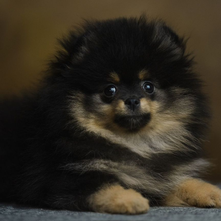 Померанский шпиц, щенок