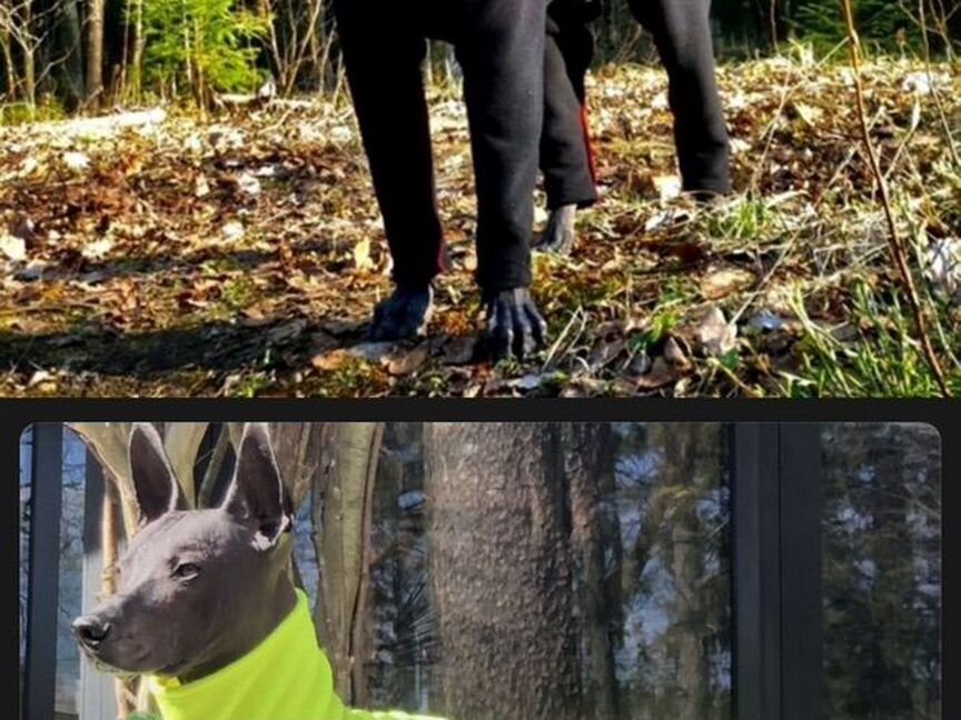 Костюм для собаки Mr. Felix