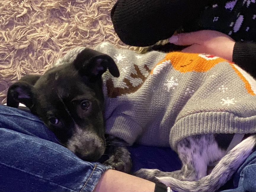 Собака в добрые руки