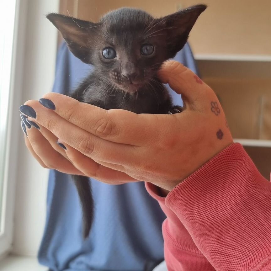 Ориентальные котята