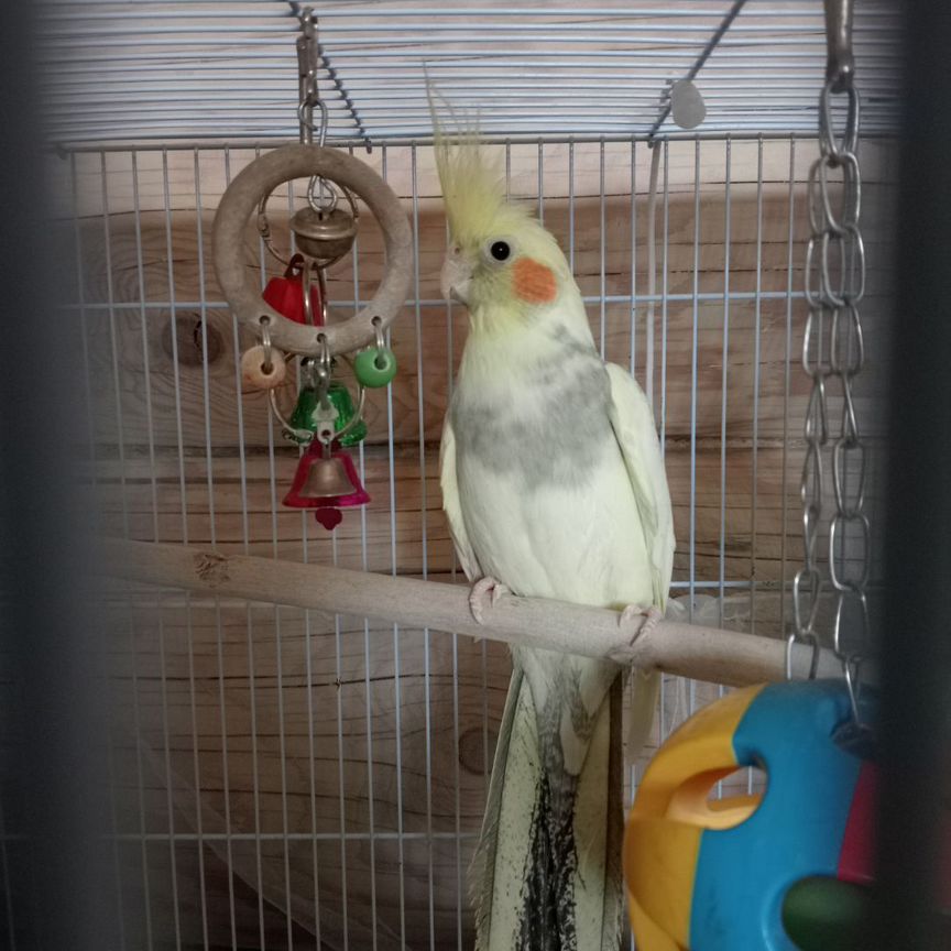 Попугай корелла девочка