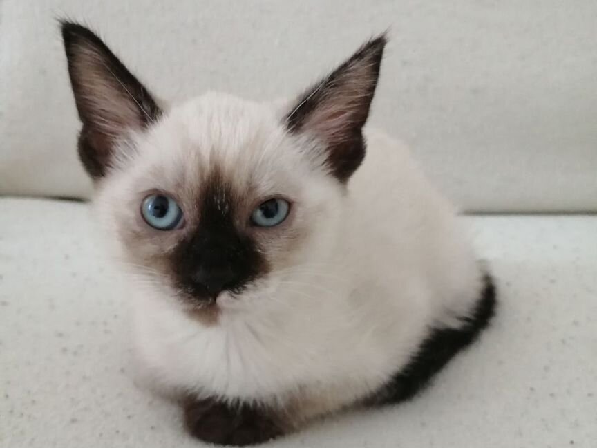 Кошечка тайская порода