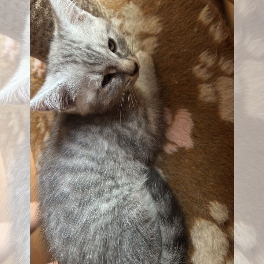 Невский маскарадный котёнок