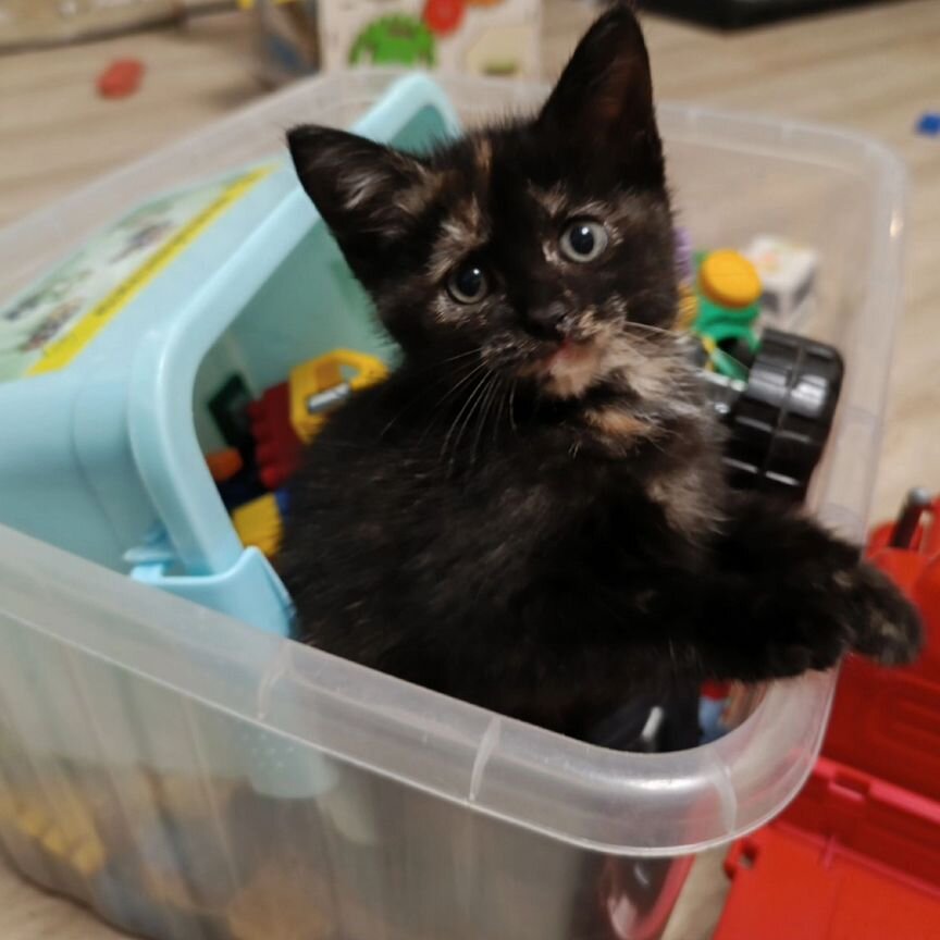 Отдам в добрые руки котеночка девочку