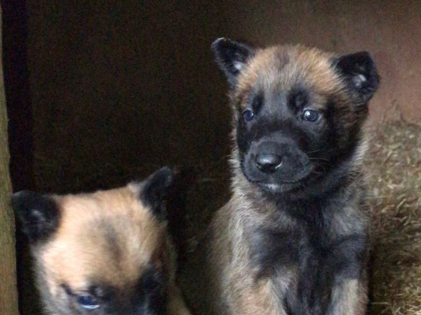 Щенки бельгийской овчарки малинуа