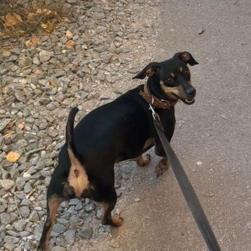 Собака в добрые руки