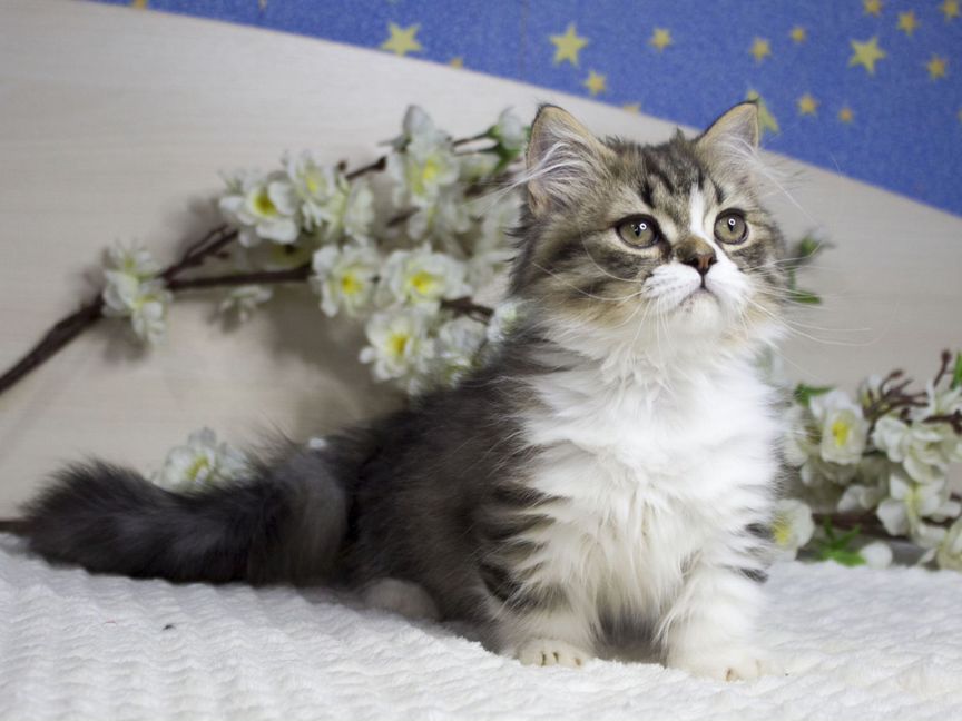 Котята манчкин
