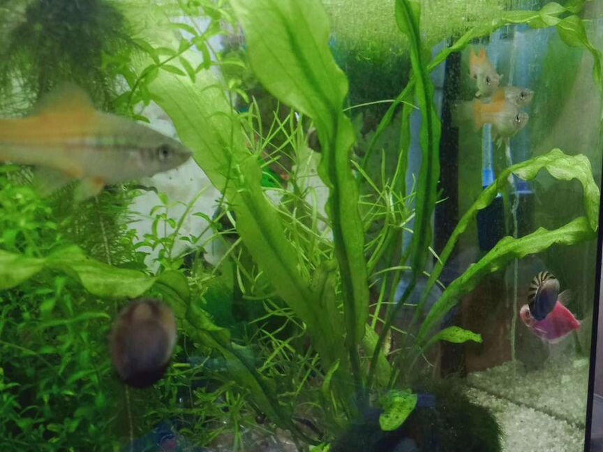 Эхинодорус амазонский