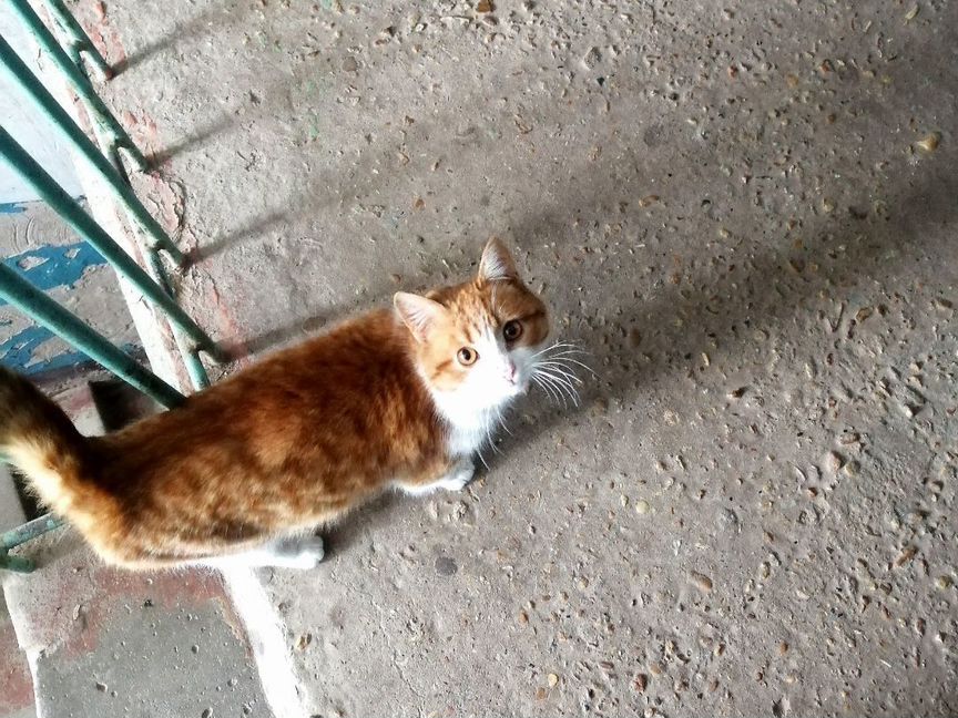 Ищет старых или новых хозяев
