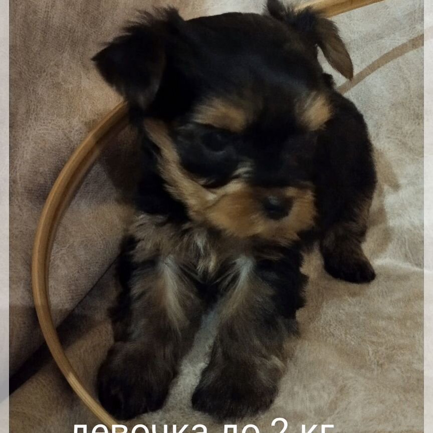 Йоркширский терьер, щенок