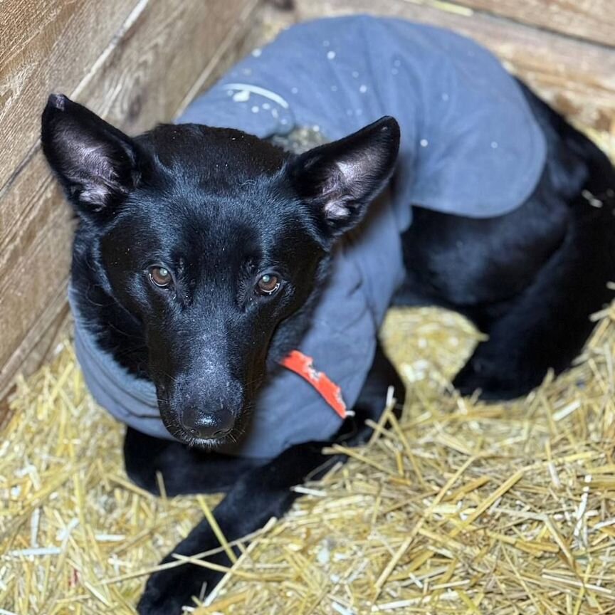 Собачка Трюфель-активному парню тесно и холодно в