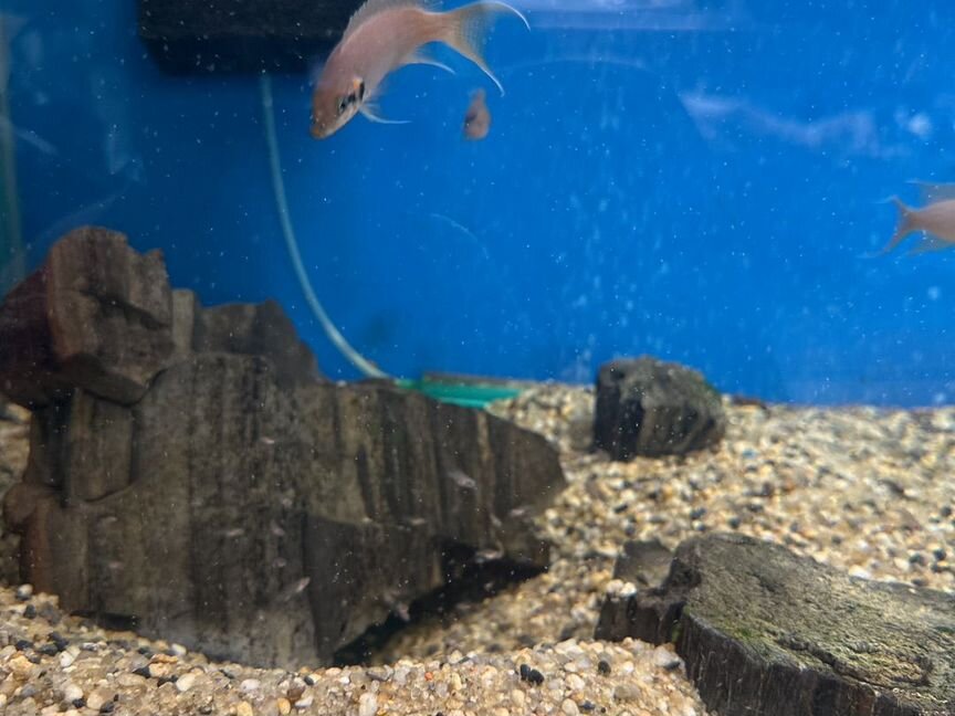 Принцесса бурунди